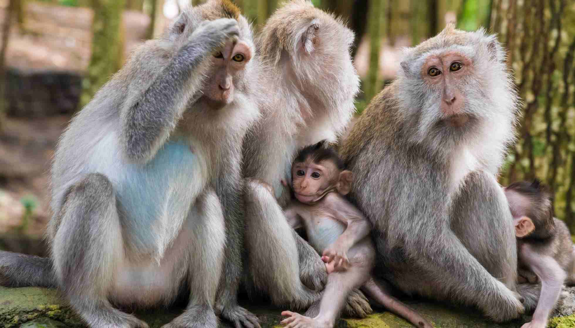 Y học đã biết những gì về virus Marburg?