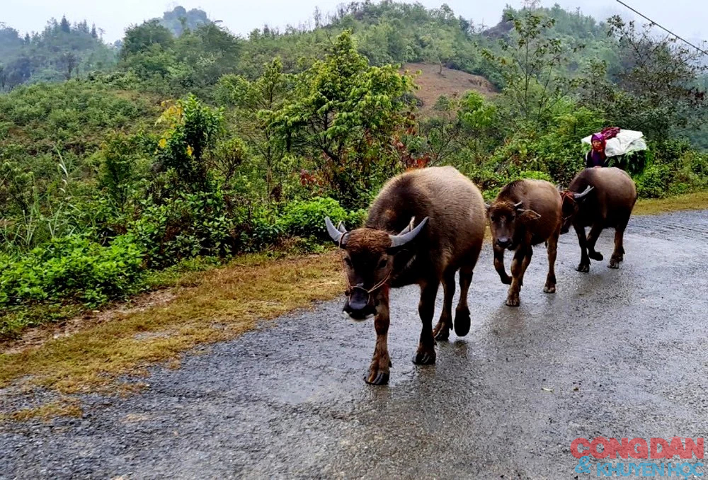 Người dân ăn, ngủ, trốn rét cùng trâu