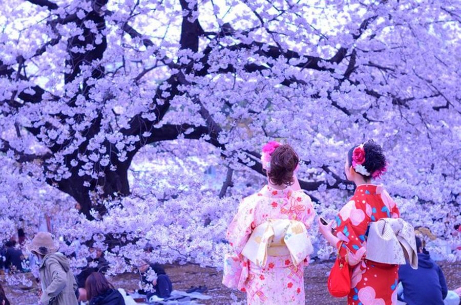 Du lịch Nhật Bản mùa Hanami 2024 với hoa anh đào nở rộ
