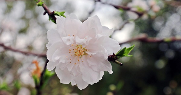 Bạch đào, thú chơi Xuân mới, đắt, sang