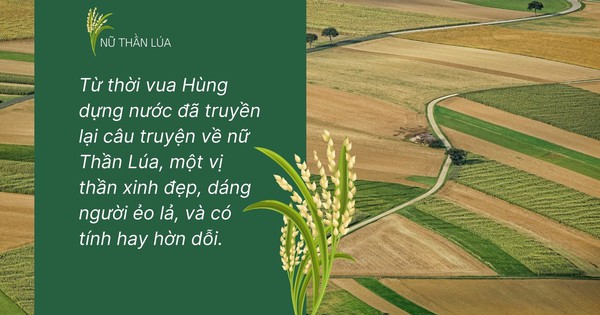 “Nữ thần Lúa” vào đề thi học sinh giỏi Ngữ văn